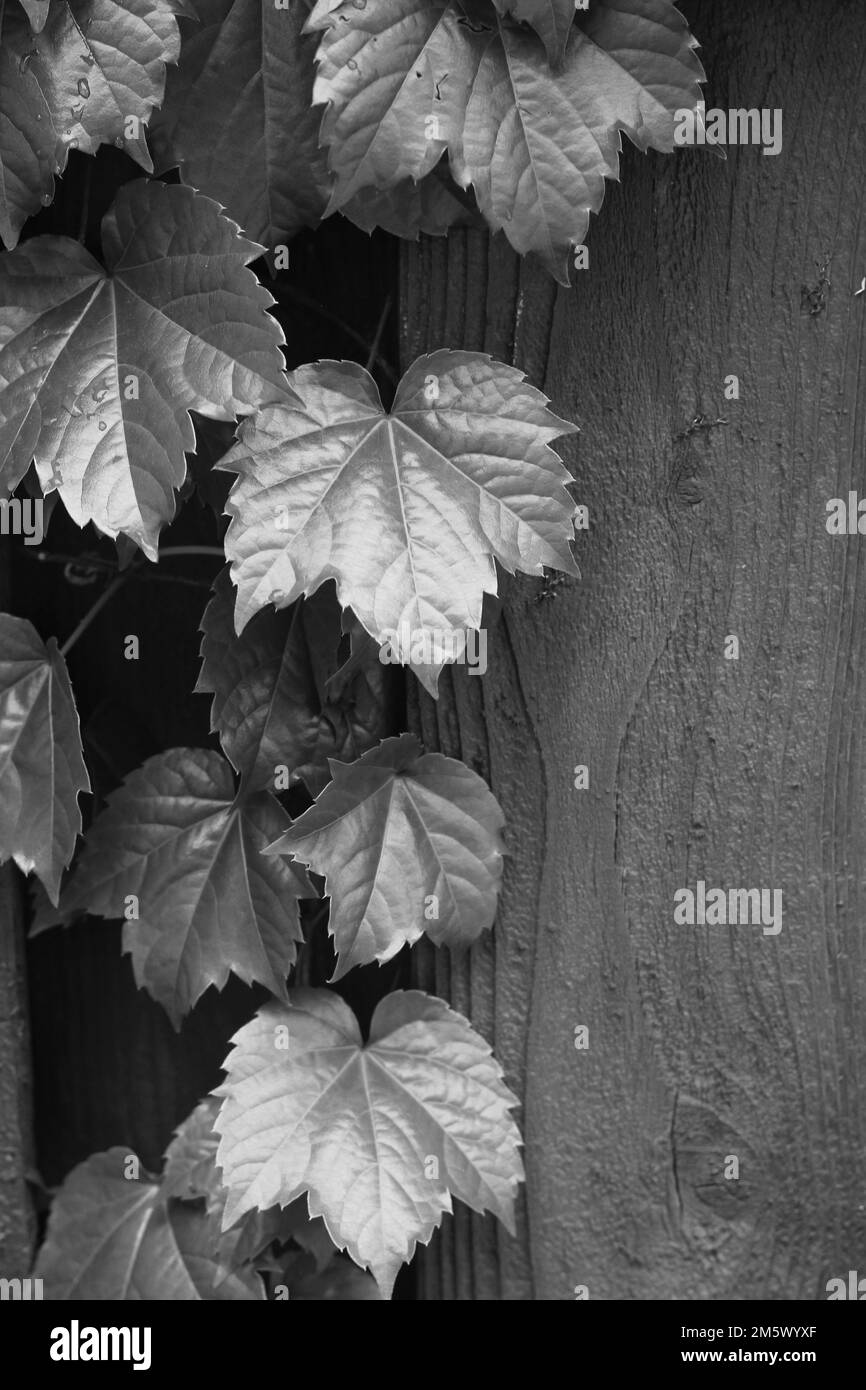 Leafy vine leaves and plants growing on the wall in a black and white ...