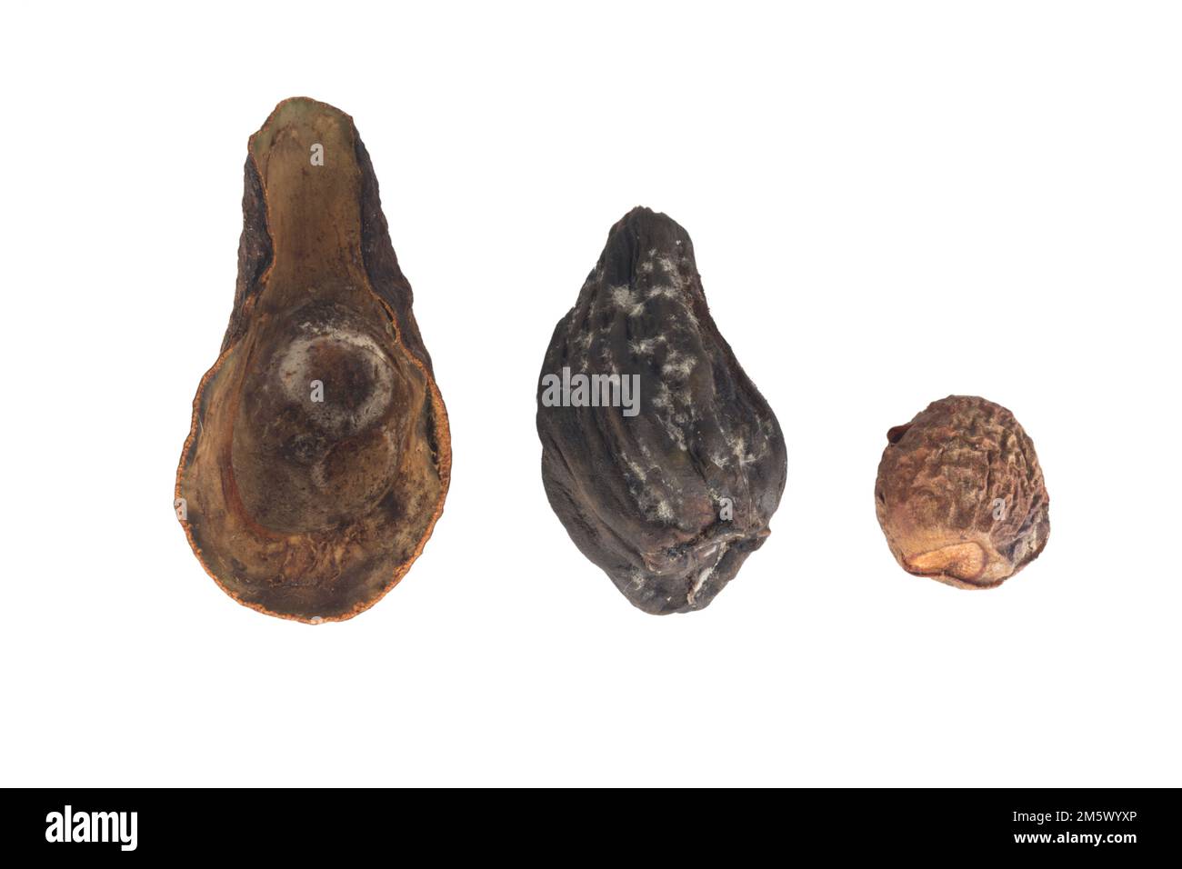 avocado dry isolated on white background Stock Photo - Alamy