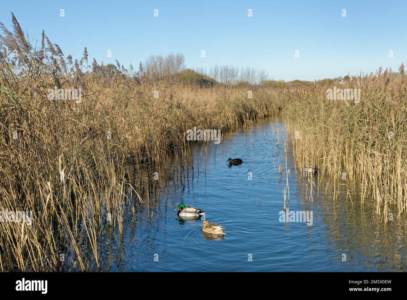 Mallard (Anas platyrhynchos) pairs swimming in a channel through dense ...