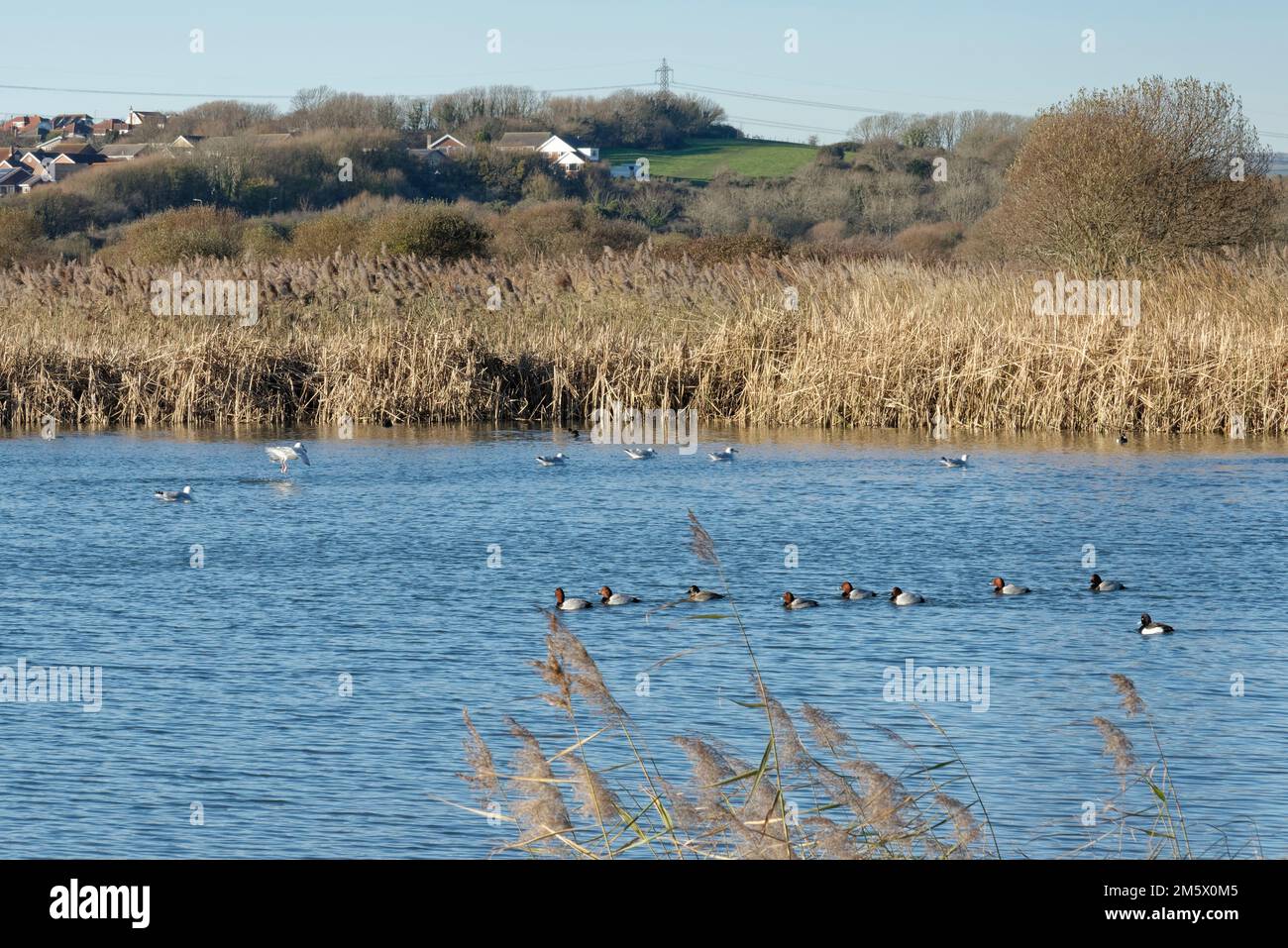 Pochard (Aythya ferina), Tufted duck (Aythya fuligula) swimming on a ...