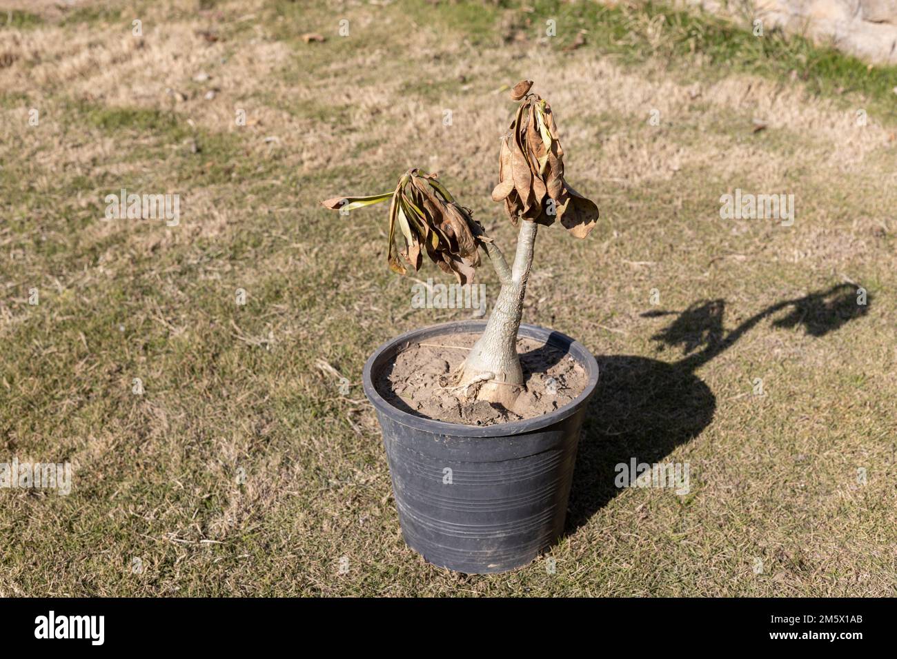 Adenium obesum plant drying in winter from heavy frost Stock Photo - Alamy