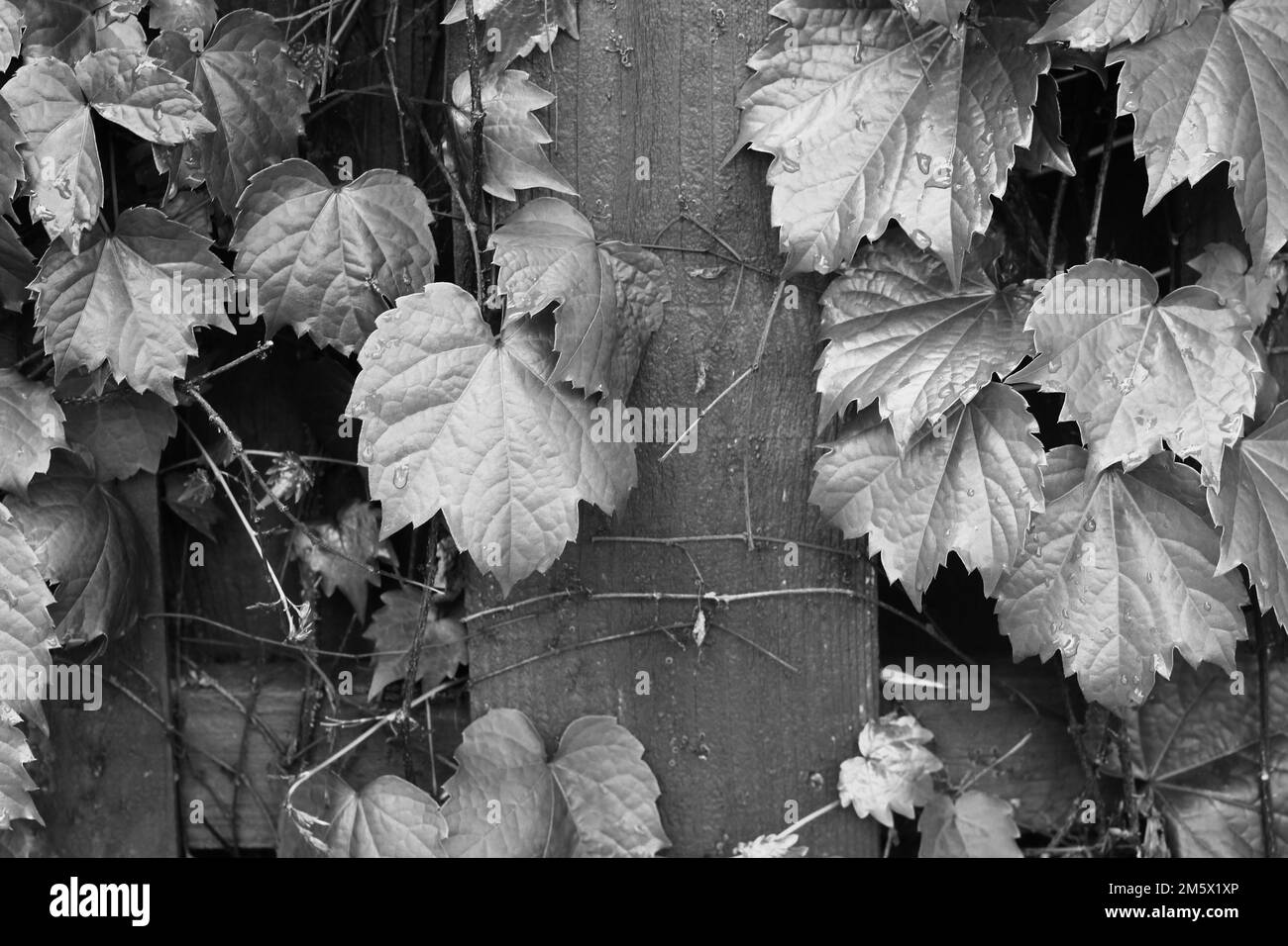 Leafy vine leaves and plants growing on the wall in a black and white ...