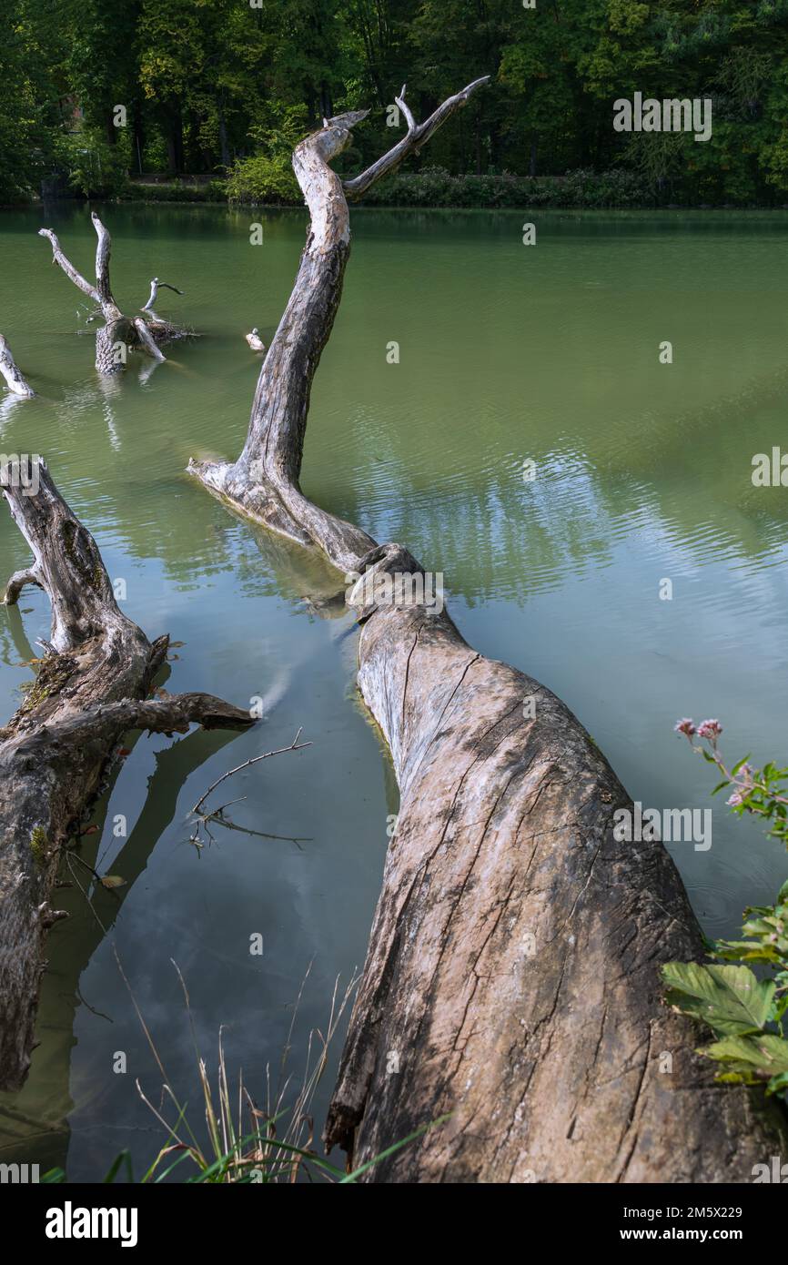 Fallen Dead Ashes At Lake Hinterbruehl In Munich, Bavaria Stock Photo ...