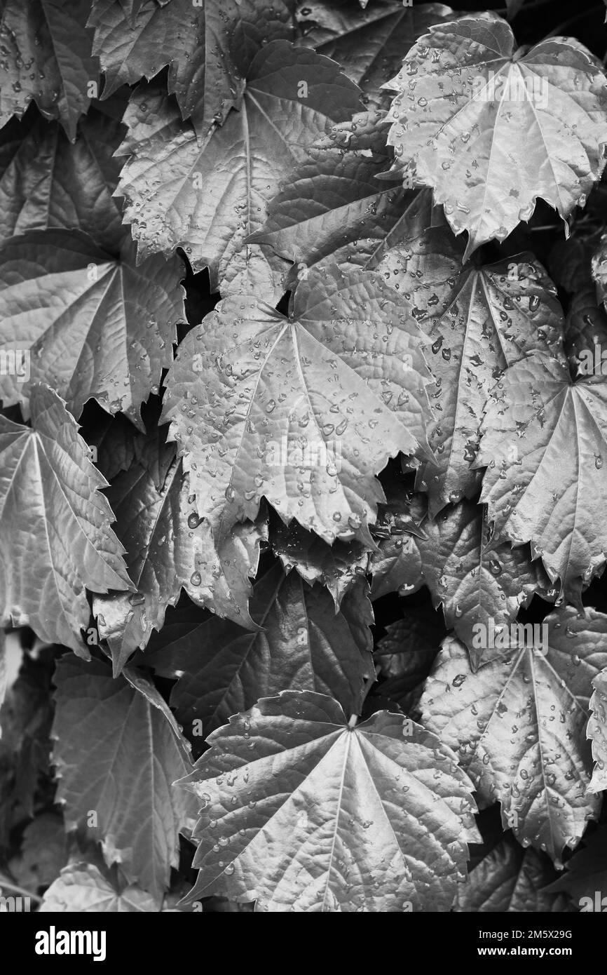 Leafy vine leaves and plants growing on the wall in a black and white ...