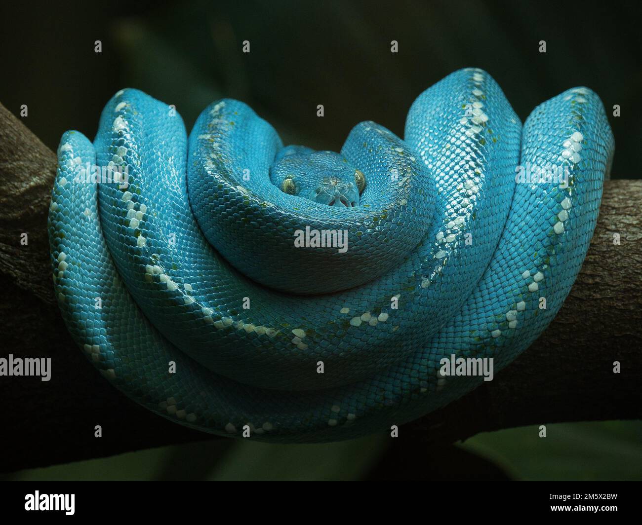 A closeup of an ordinary blue Heroine stake sitting on a tree branch at ...