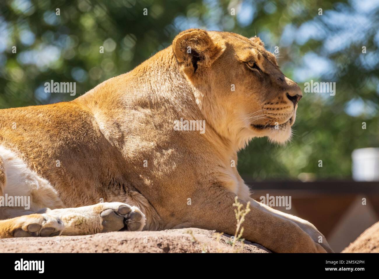 Female lion relaxing in a zoo enclosure Stock Photo - Alamy