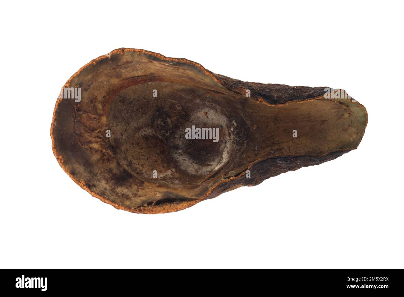 avocado dry slice isolated on white background Stock Photo - Alamy