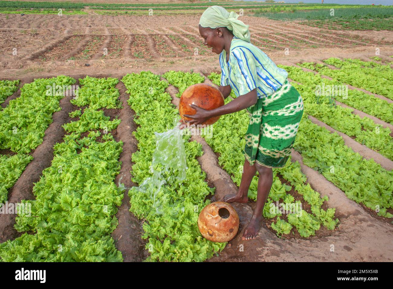Water calabash hi-res stock photography and images - Alamy