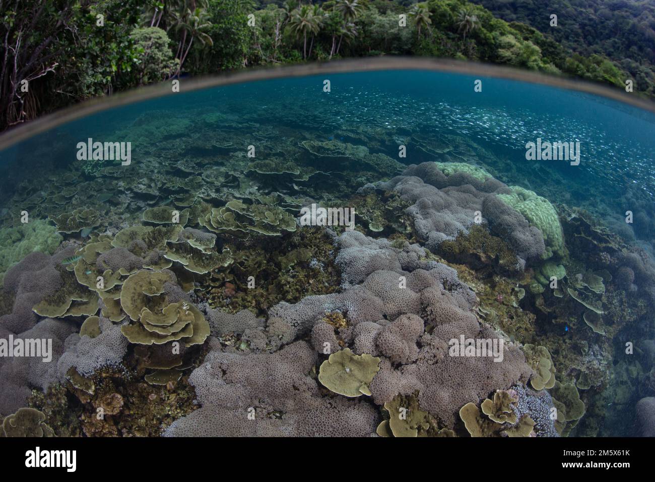 A coral reef composed of a wide variety of reef-building corals grows ...