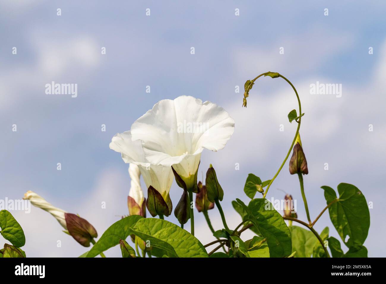 A closeup of the delicate white flower and buds of a field bindweed ...