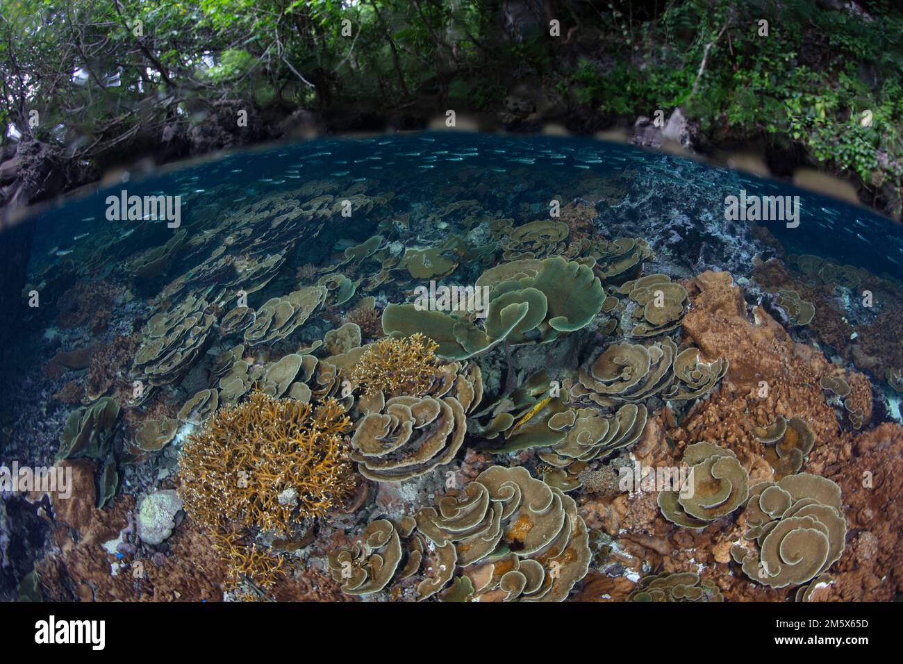 A school of silversides swims over shallow, fragile corals in the ...