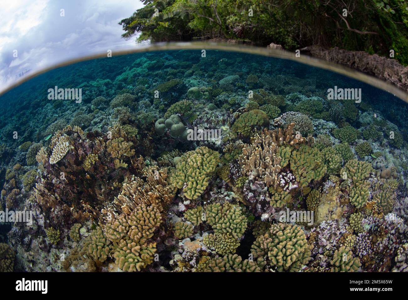 A coral reef composed of a wide variety of reef-building corals grows ...