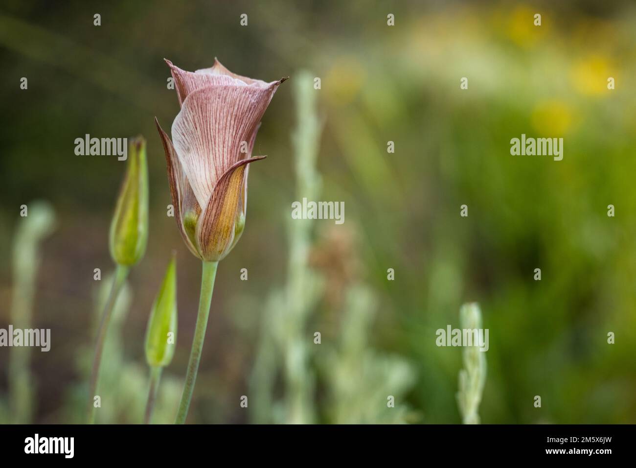 Sego Lily Flower Tight in the Morning with copy space to the right ...
