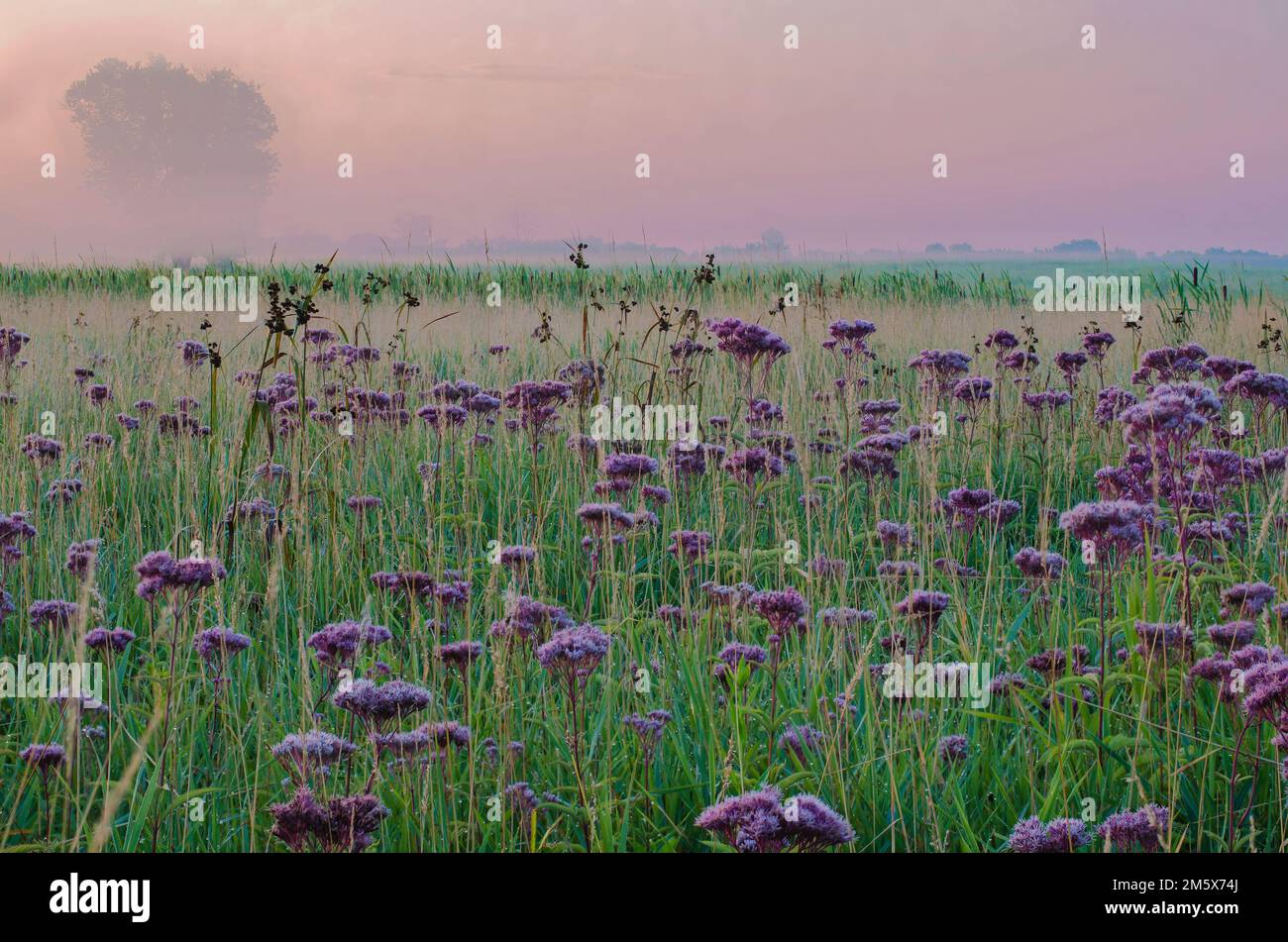 The sunrises over the prairie where Joe Pye Weed grows in profusion at ...