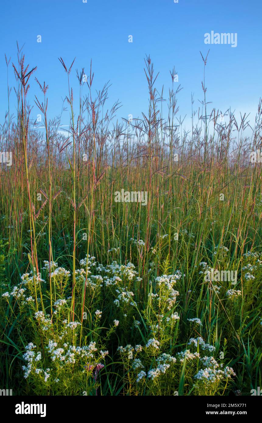 Garassland hi-res stock photography and images - Alamy