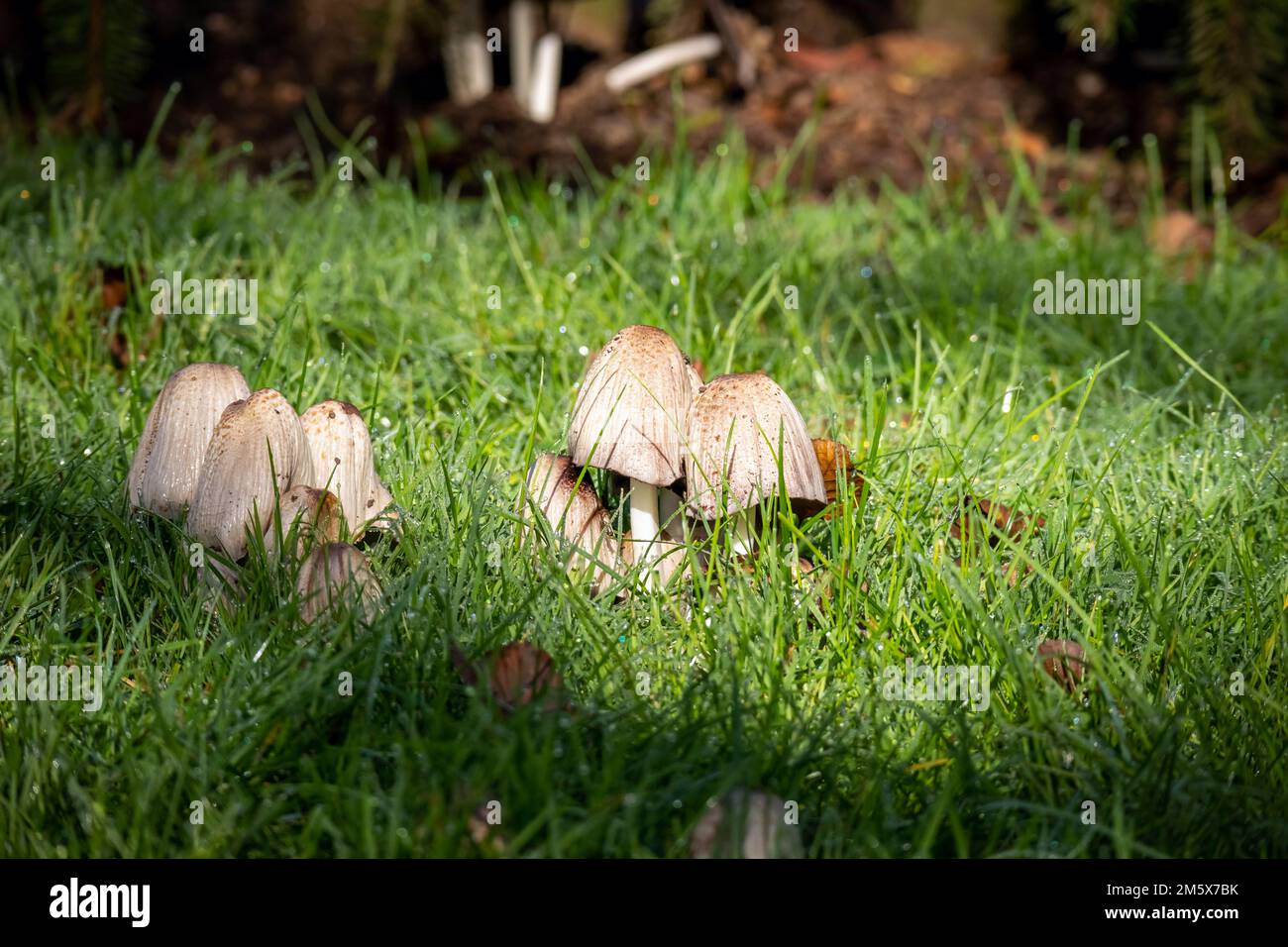 Psilocybin magic mushrooms growing in forest. Naturally psychoactive ...