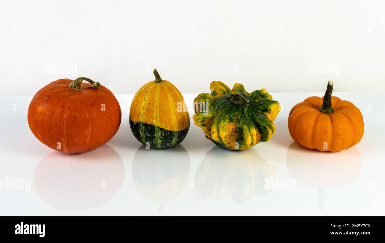 Fresh pumpkins and and Gourd Bumpy orange on white background with copy ...