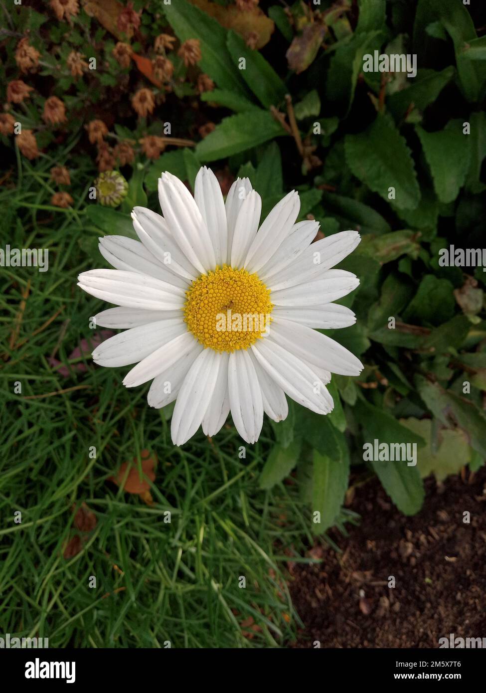 A vertical closeup shot of a delicate white daisy in full bloom Stock ...