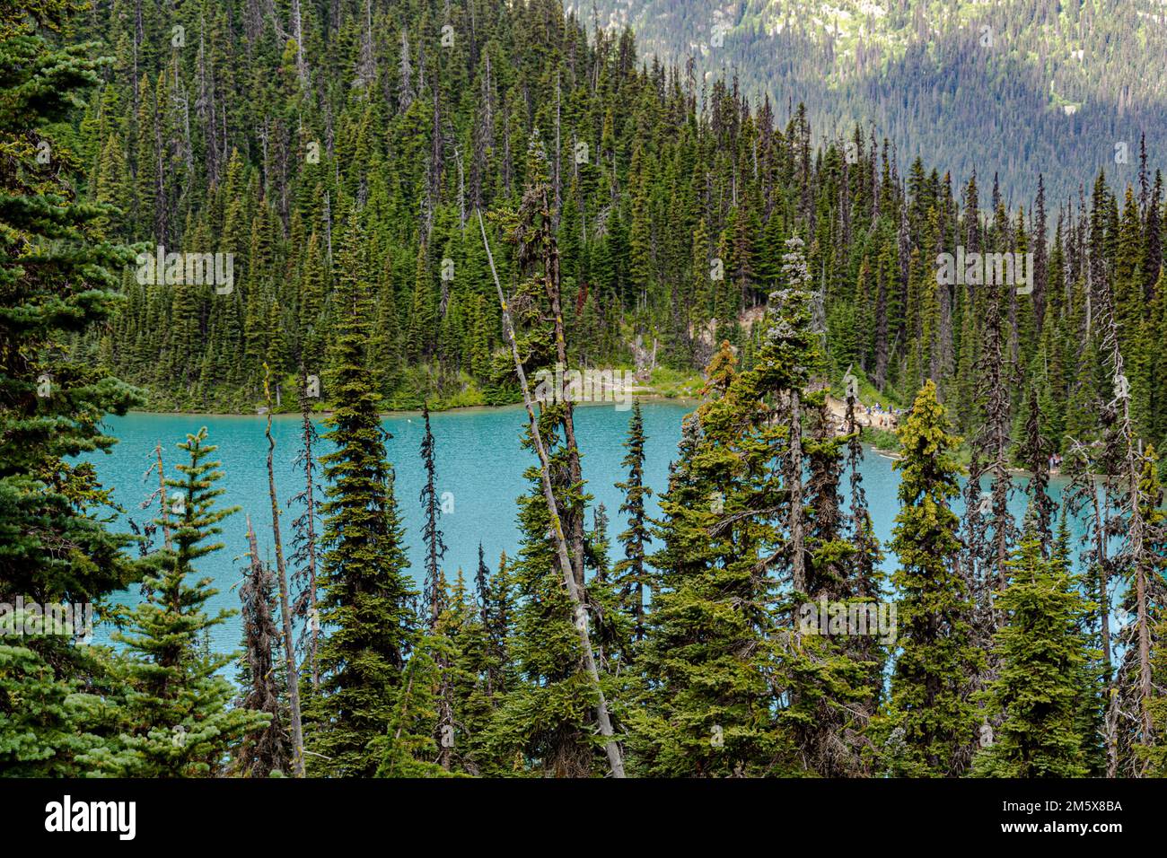 The pine forest along the turquoise river Stock Photo - Alamy