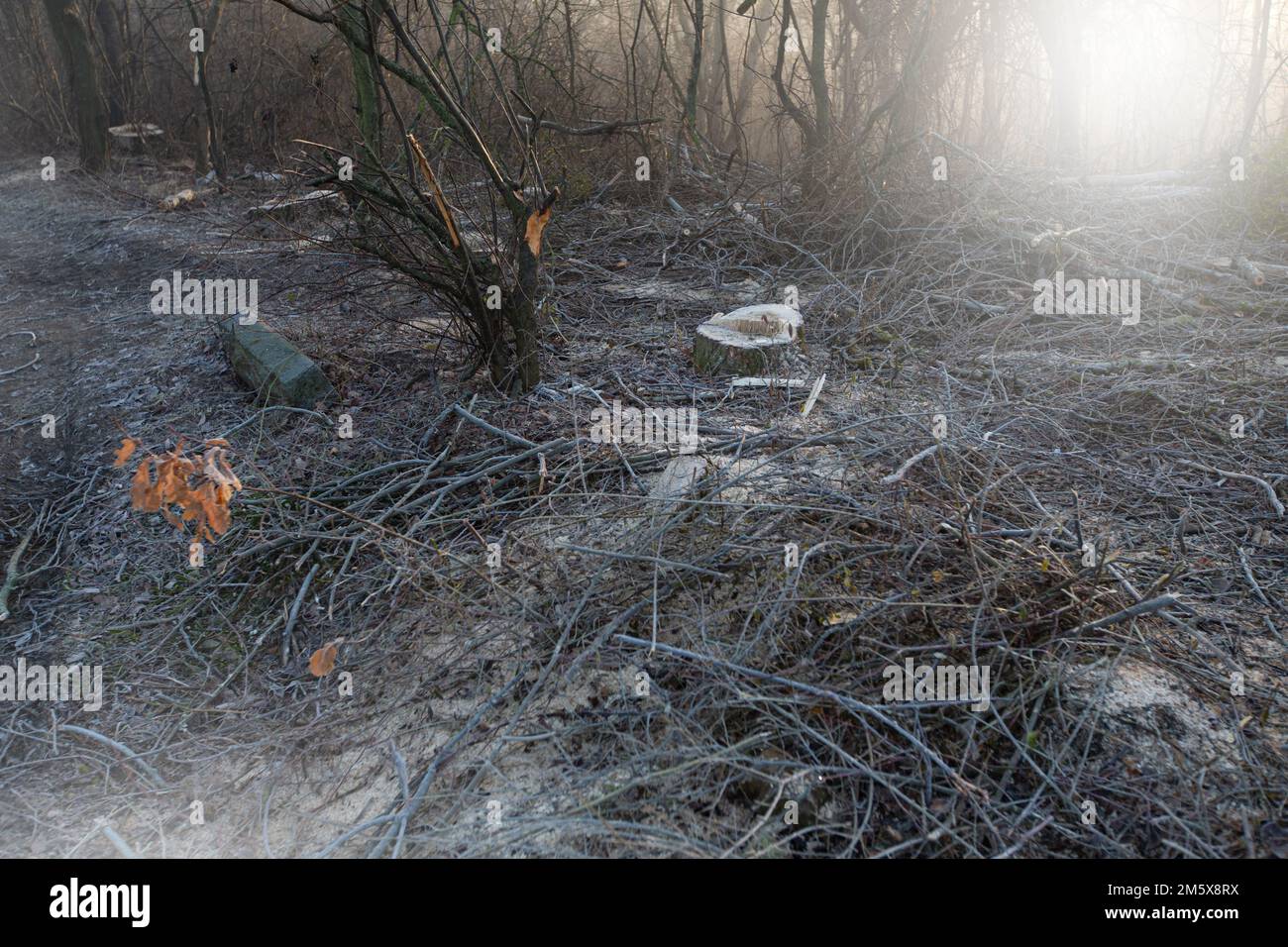 Wood for the environment hi-res stock photography and images - Alamy
