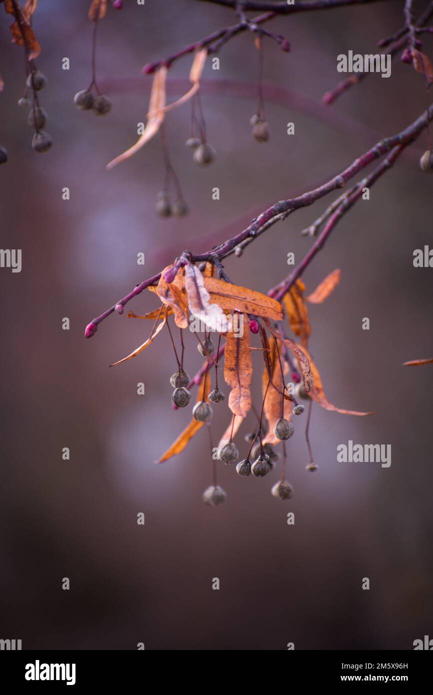 The autumn tree with dry leaves and wild berries, close-up, vertical ...
