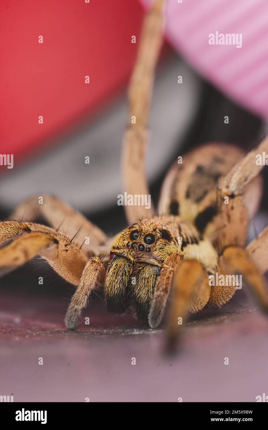 A vertical closeup of a scary Hogna radiata wolf spider with many legs ...