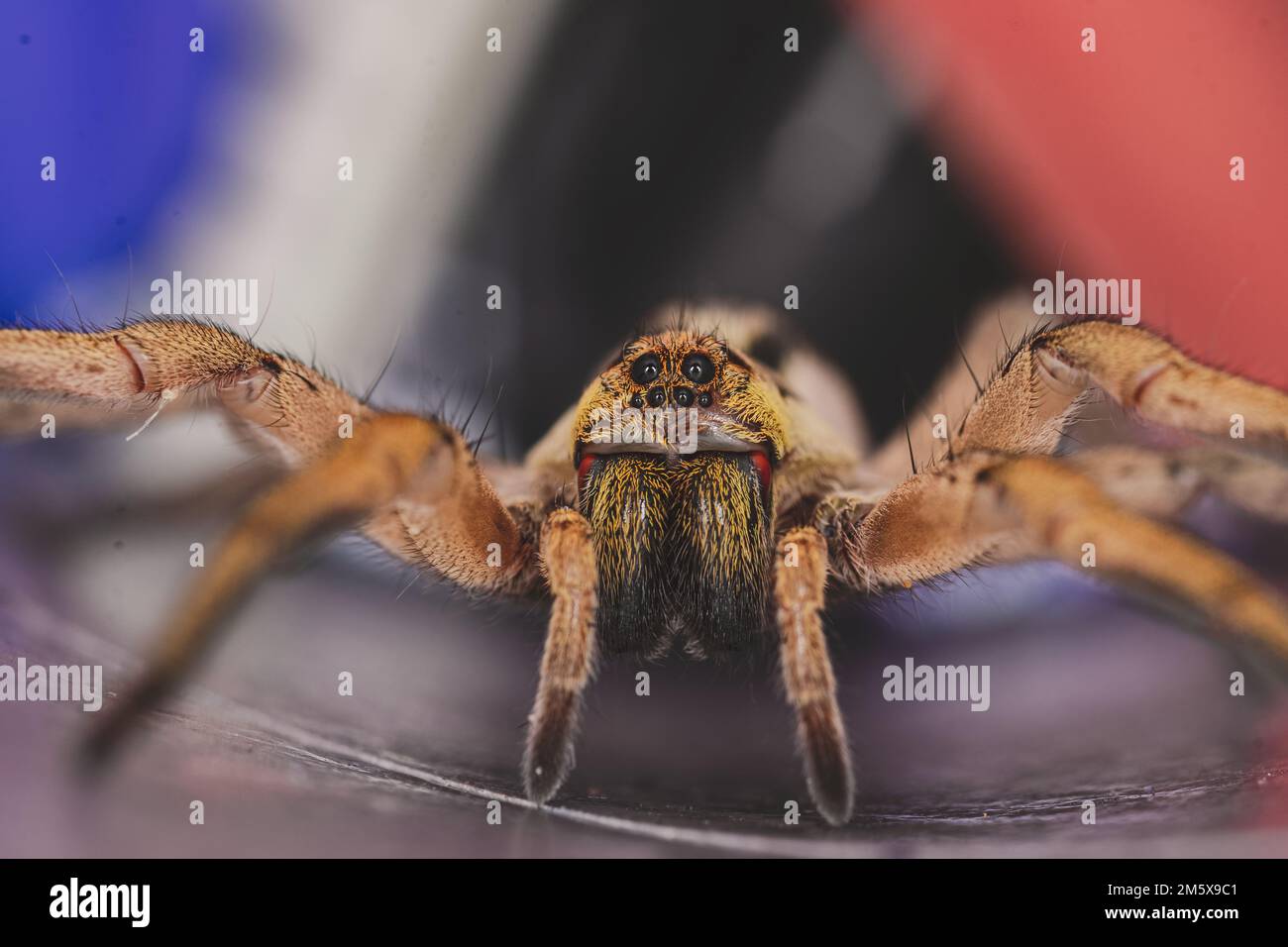 A closeup of a scary Hogna radiata wolf spider with many legs Stock ...