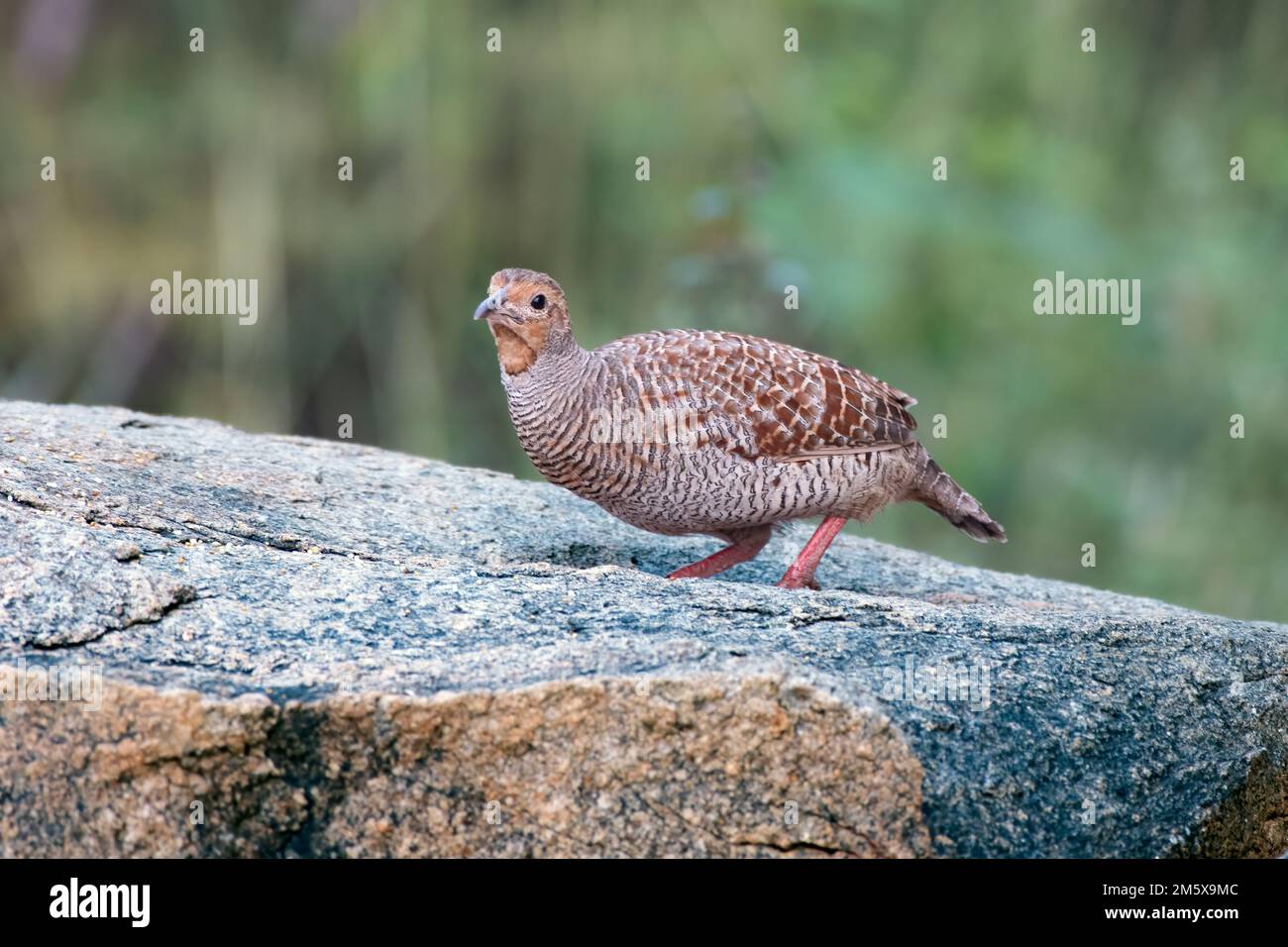 Grey francolin or Ortygornis pondicerianus observed in Hampi in India ...