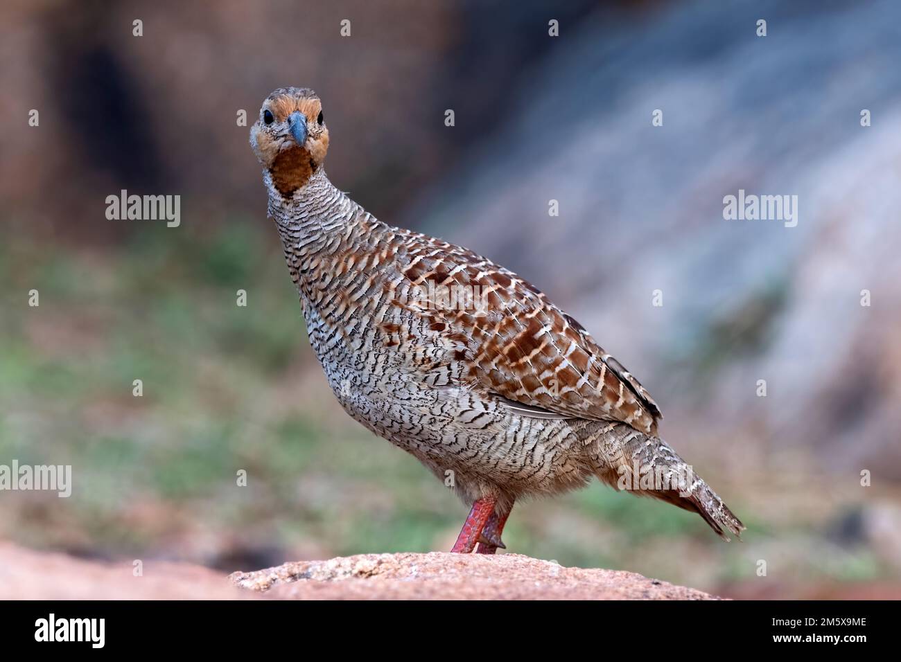 Forest partridge india hi-res stock photography and images - Alamy