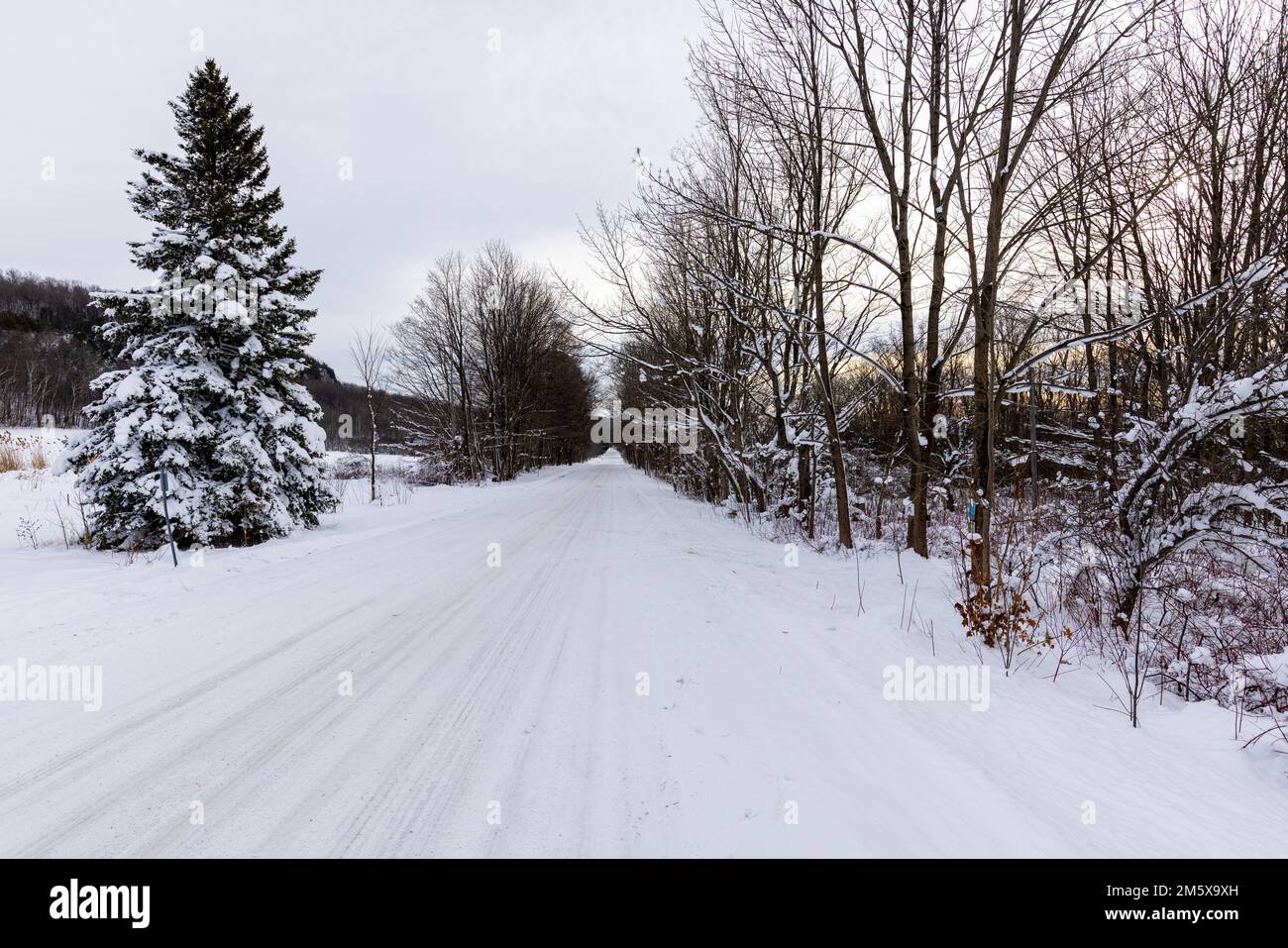 Jungle and snow hi-res stock photography and images - Alamy