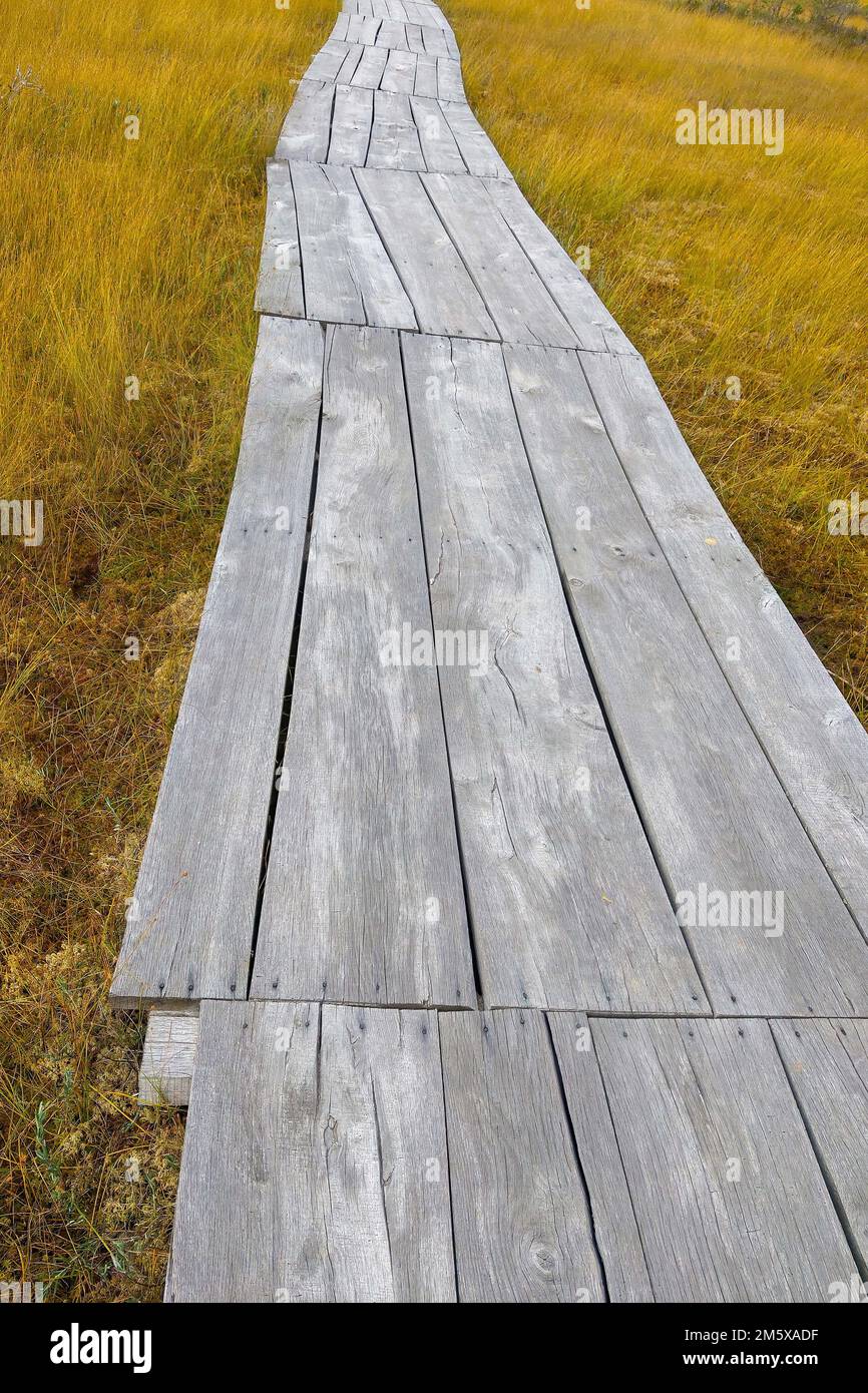 Swamp forest walk hi-res stock photography and images - Alamy