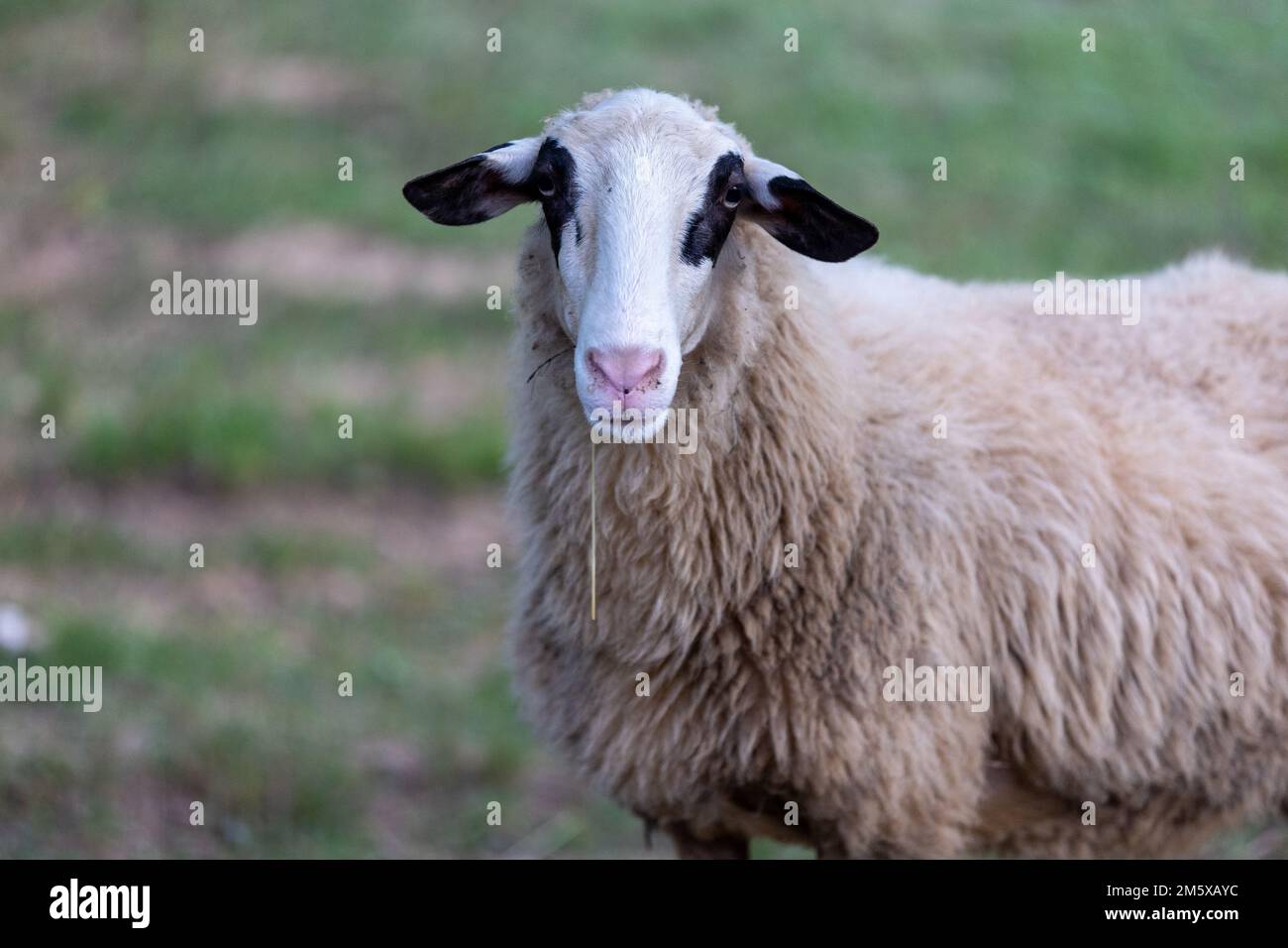 A portrait of a Jezersko Solaava goat in the park with blur background ...
