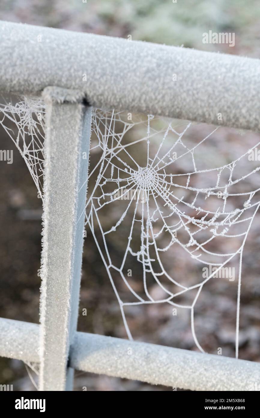 Frozen / frost covered spider's web attached to a metal farm gate. For ...