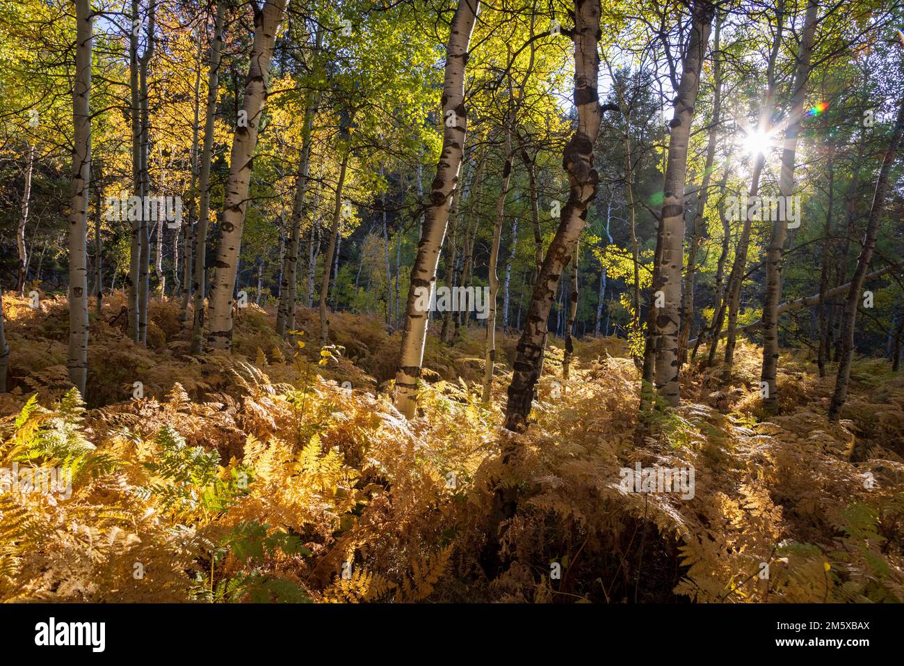 Grove of aspen trees Stock Photo - Alamy
