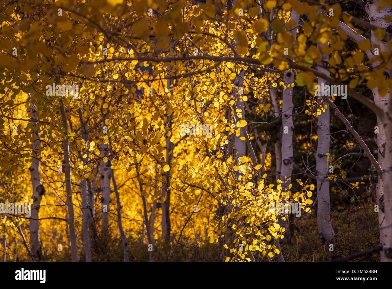 Aspen tree grove detail Stock Photo - Alamy