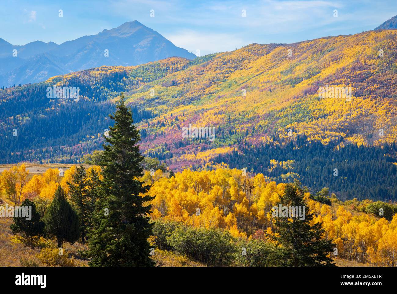 Fall colors in the Utah mountains Stock Photo - Alamy