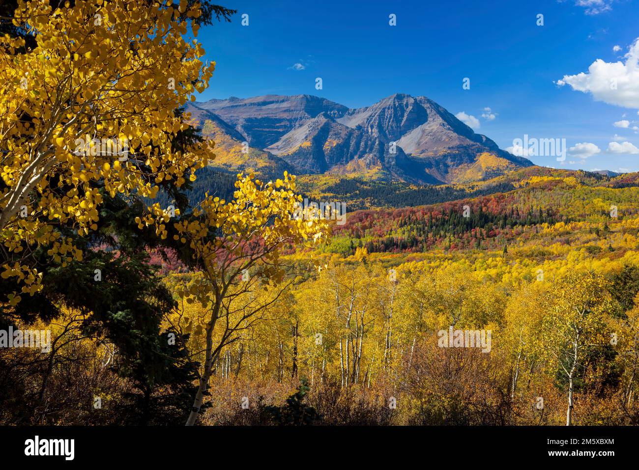 Fall colors in the Utah mountains Stock Photo - Alamy