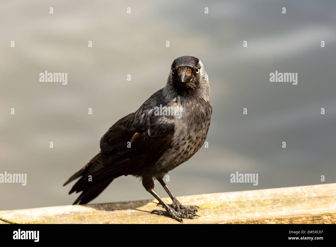 Birds; native to Denmark and Sweden with water in background Stock ...
