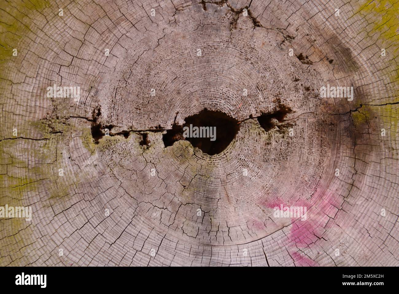 Texture cut out hi-res stock photography and images - Alamy