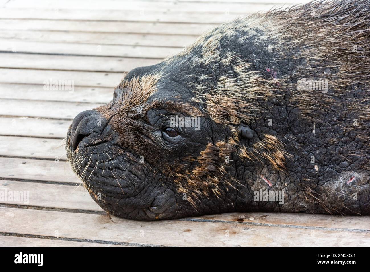 Walrus head shot hi-res stock photography and images - Alamy