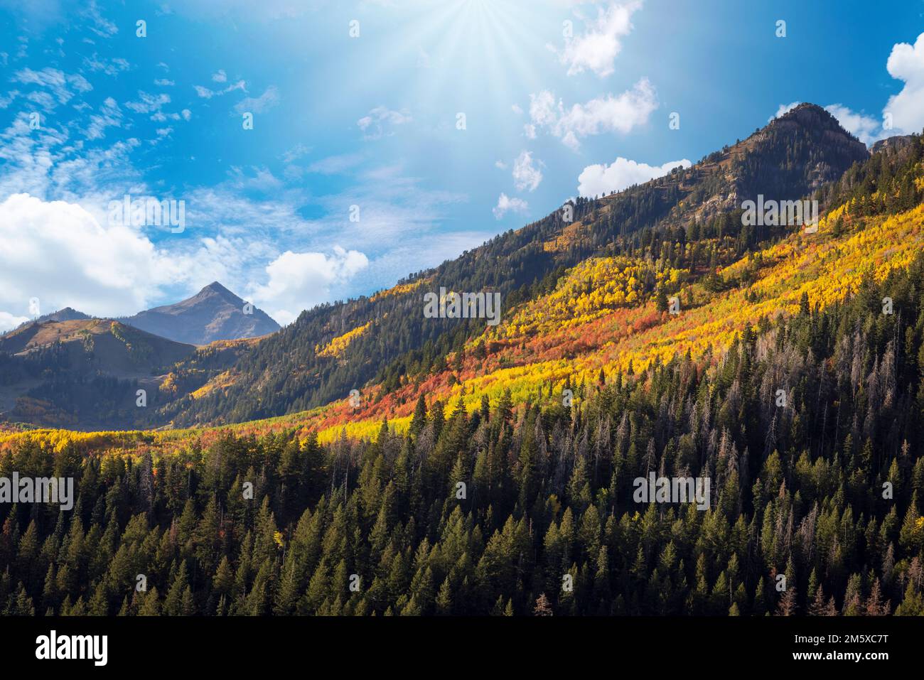 Fall colors in the Utah mountains Stock Photo - Alamy