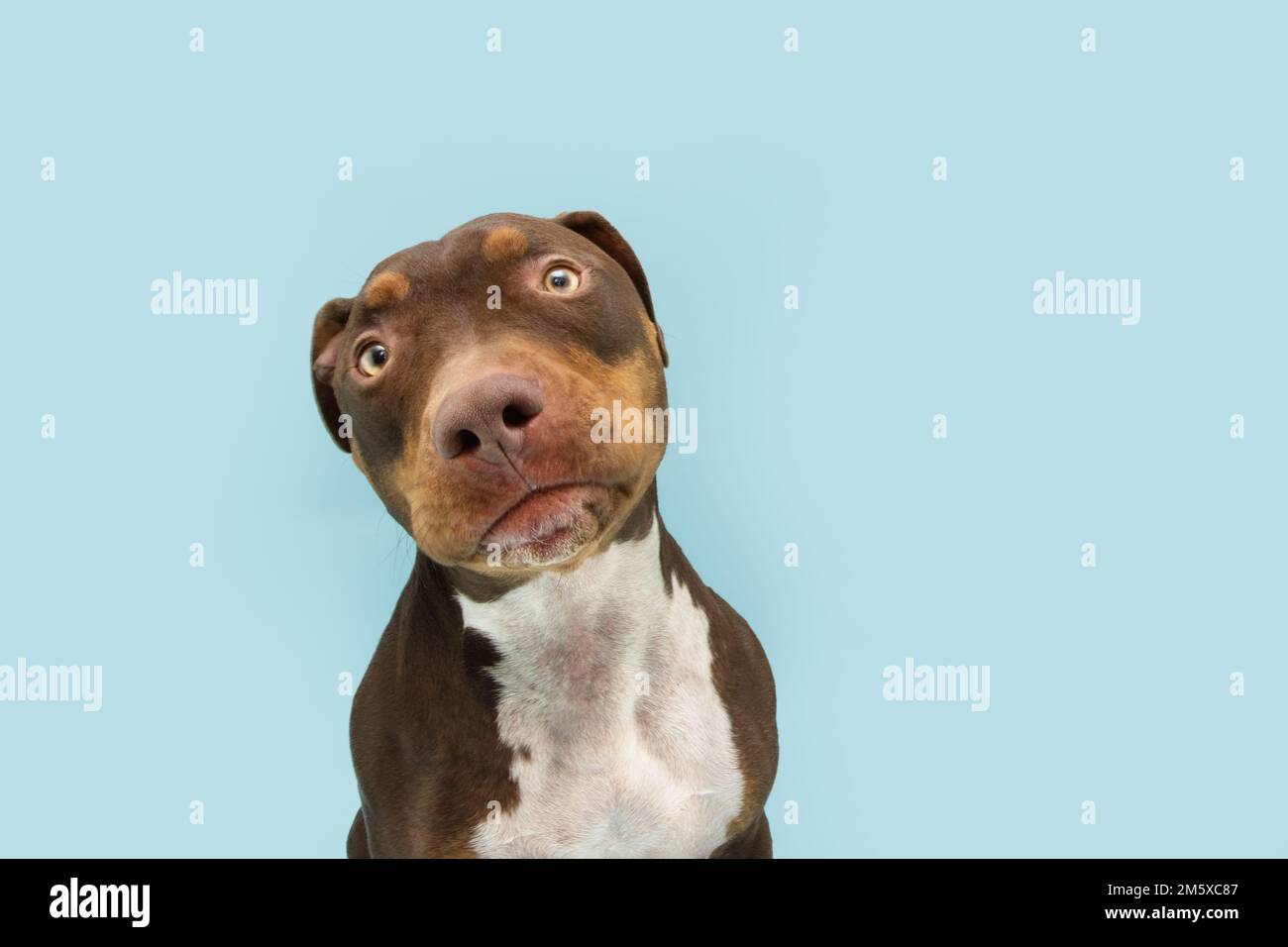 Portrait funny mixed-breed dog with afraid disliked expression tilting ...