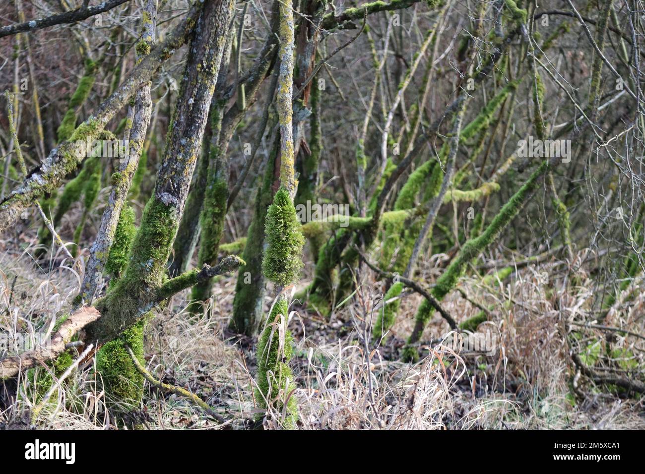 Shrubs with Moss near the Ground Stock Photo - Alamy