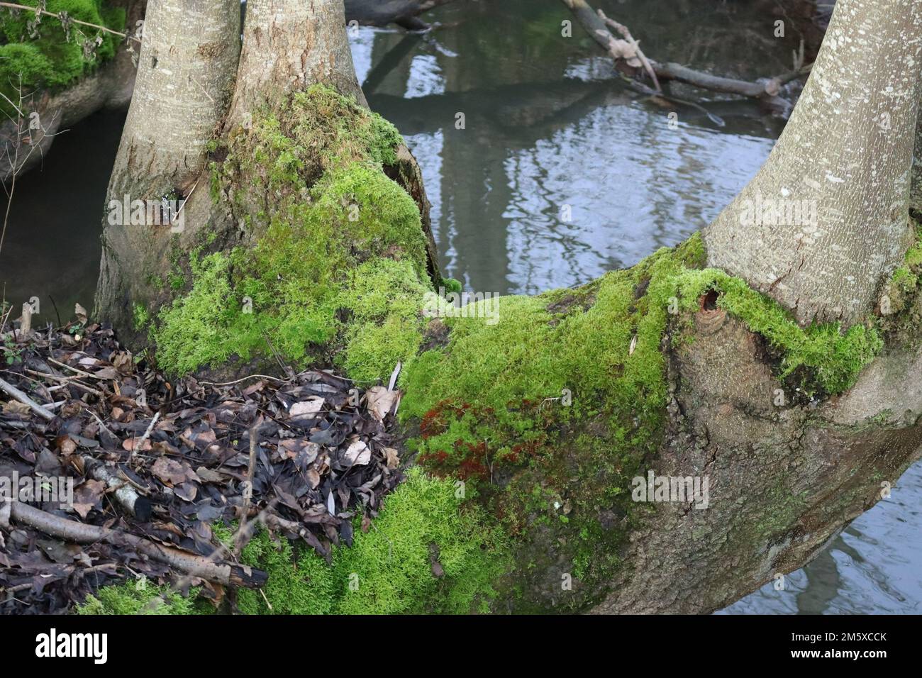 Stolons hi-res stock photography and images - Alamy