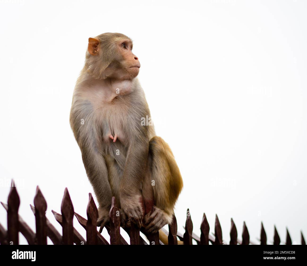 India monkey animal, rhesus macaque sitting on rail. White sky copy ...
