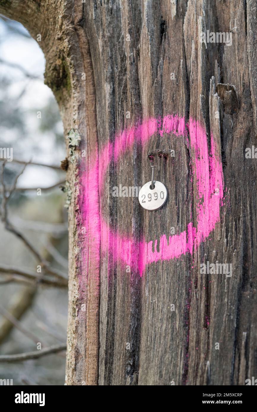 Znak rozpoznawczy drzewa hi-res stock photography and images - Alamy