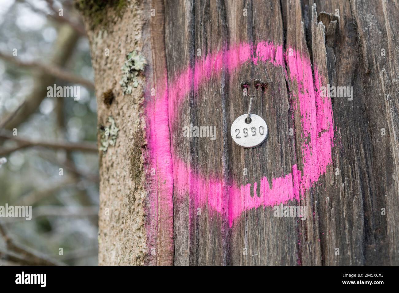 Numbered forestry metal tree tag on tree trunk & secured by a clout ...