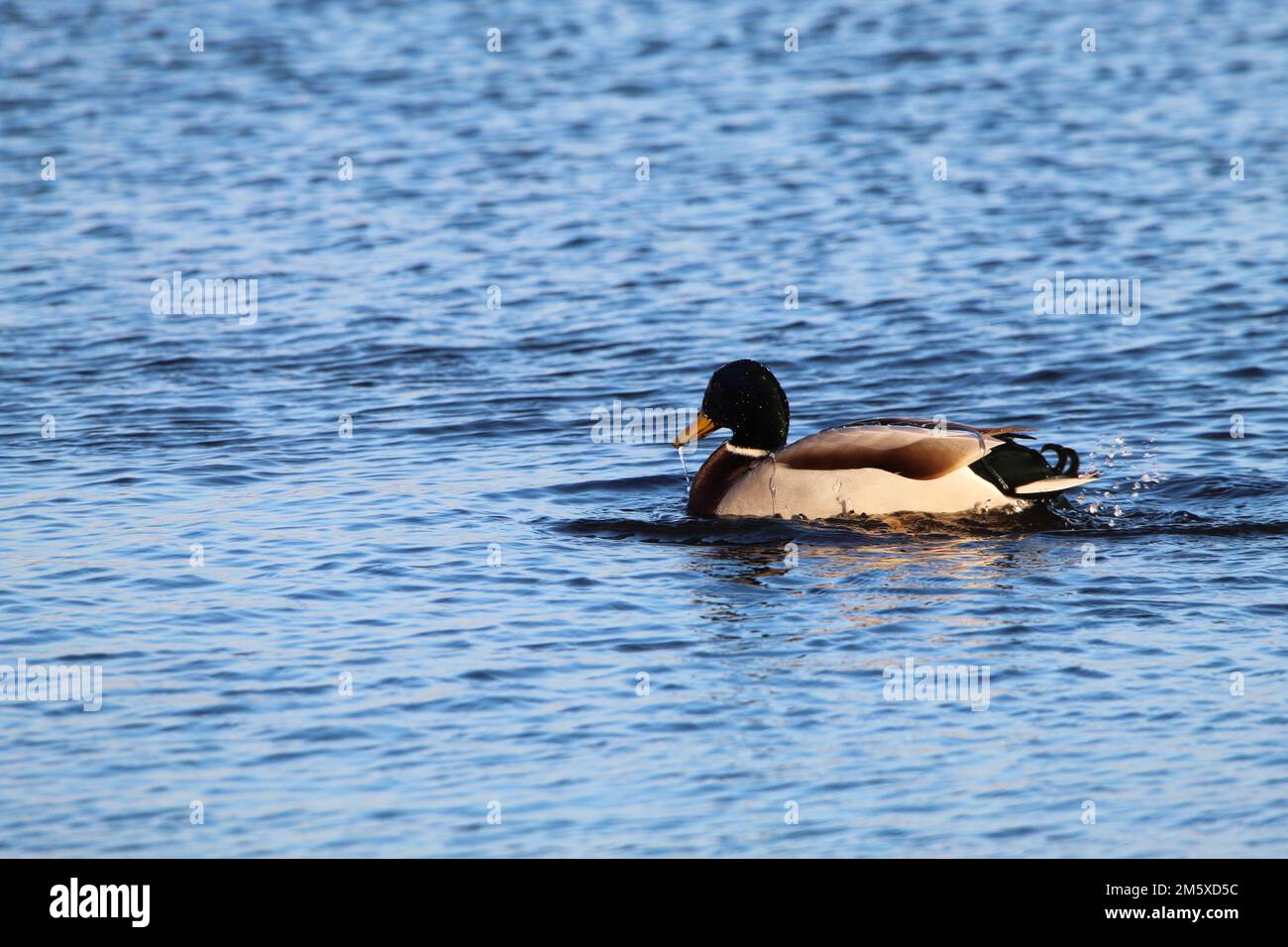 A stunning shot of a Mallard Duck on a lake. Water droplets can be seen ...