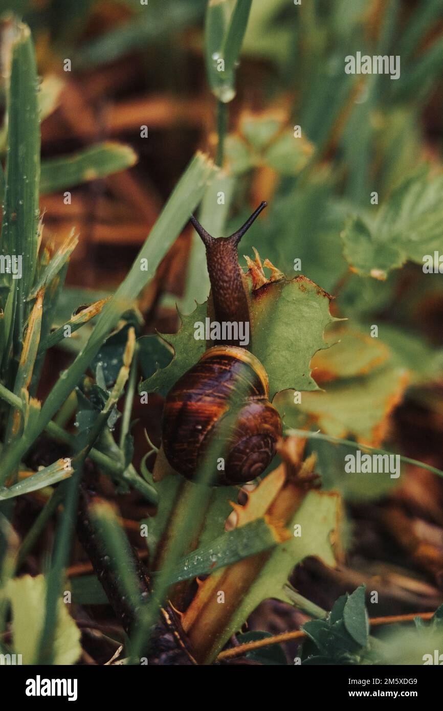 A vertical shot of a snail on green plants Stock Photo - Alamy