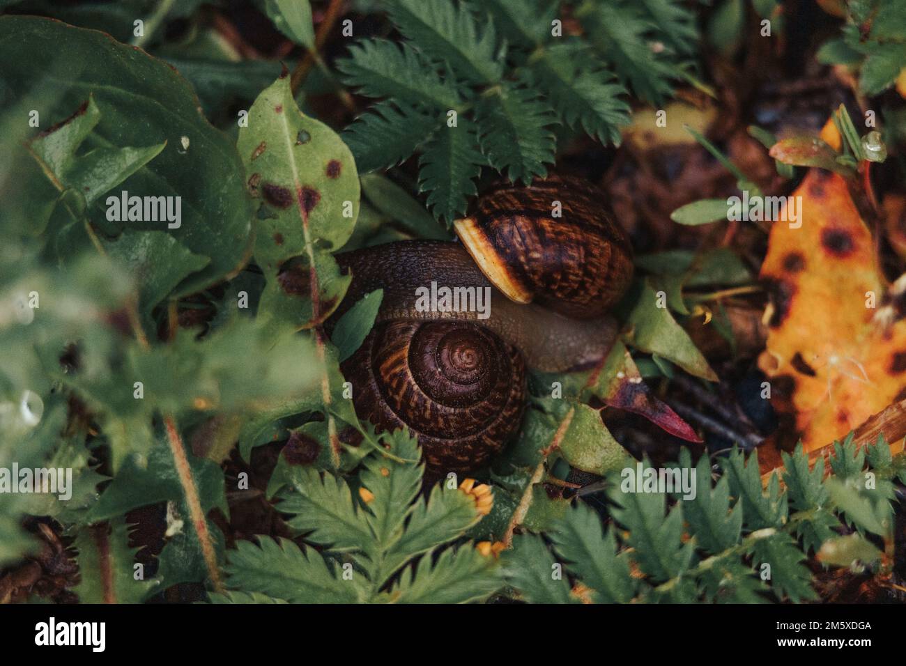 A macro shot of snails on green plants Stock Photo - Alamy